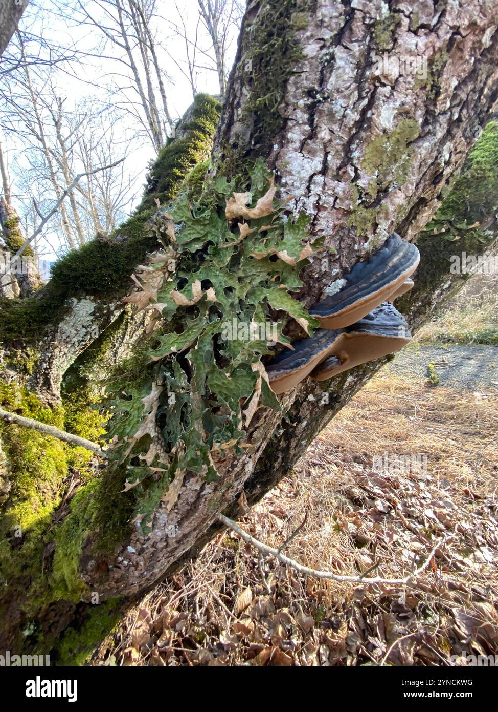 Tree Lungwort (Lobaria pulmonaria Stock Photo - Alamy