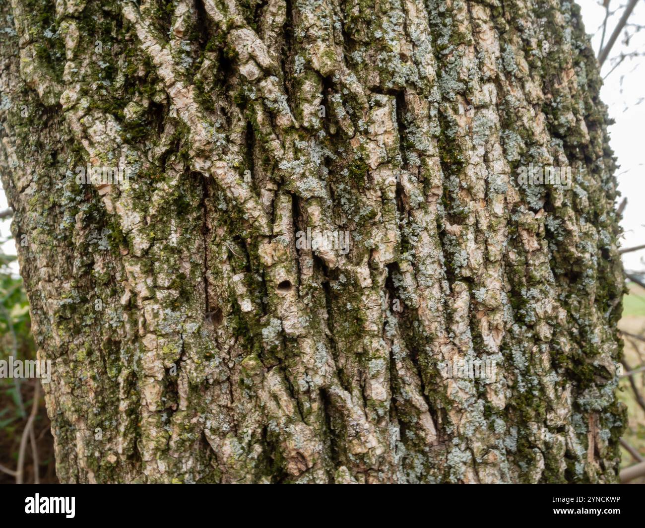 Emerald Ash Borer (Agrilus planipennis Stock Photo - Alamy