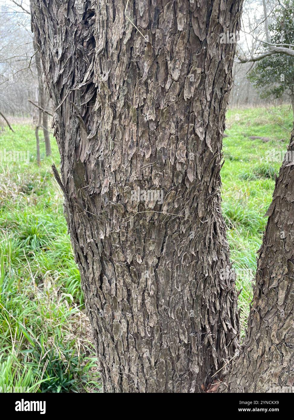Cedar Elm (Ulmus crassifolia Stock Photo - Alamy