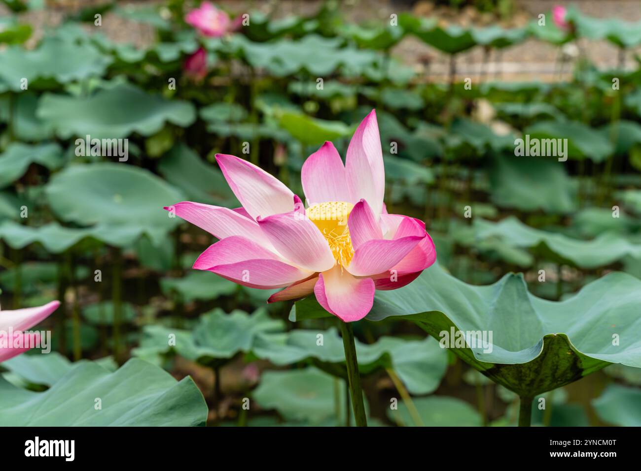 Nelumbo nucifera, also known as Indian lotus, sacred lotus or simply ...