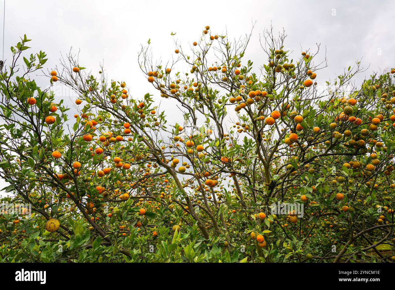 Oranges on the Tree ready for Harvests. Navel orange, Citrus sinensis ...