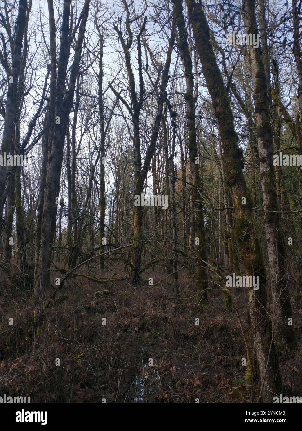Oregon Ash (Fraxinus latifolia Stock Photo - Alamy