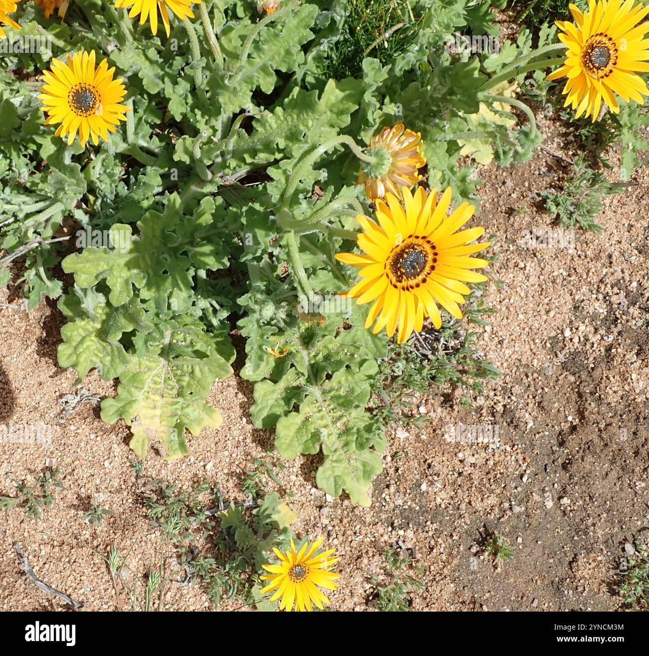 Monarch-of-the-veldt (Arctotis fastuosa Stock Photo - Alamy