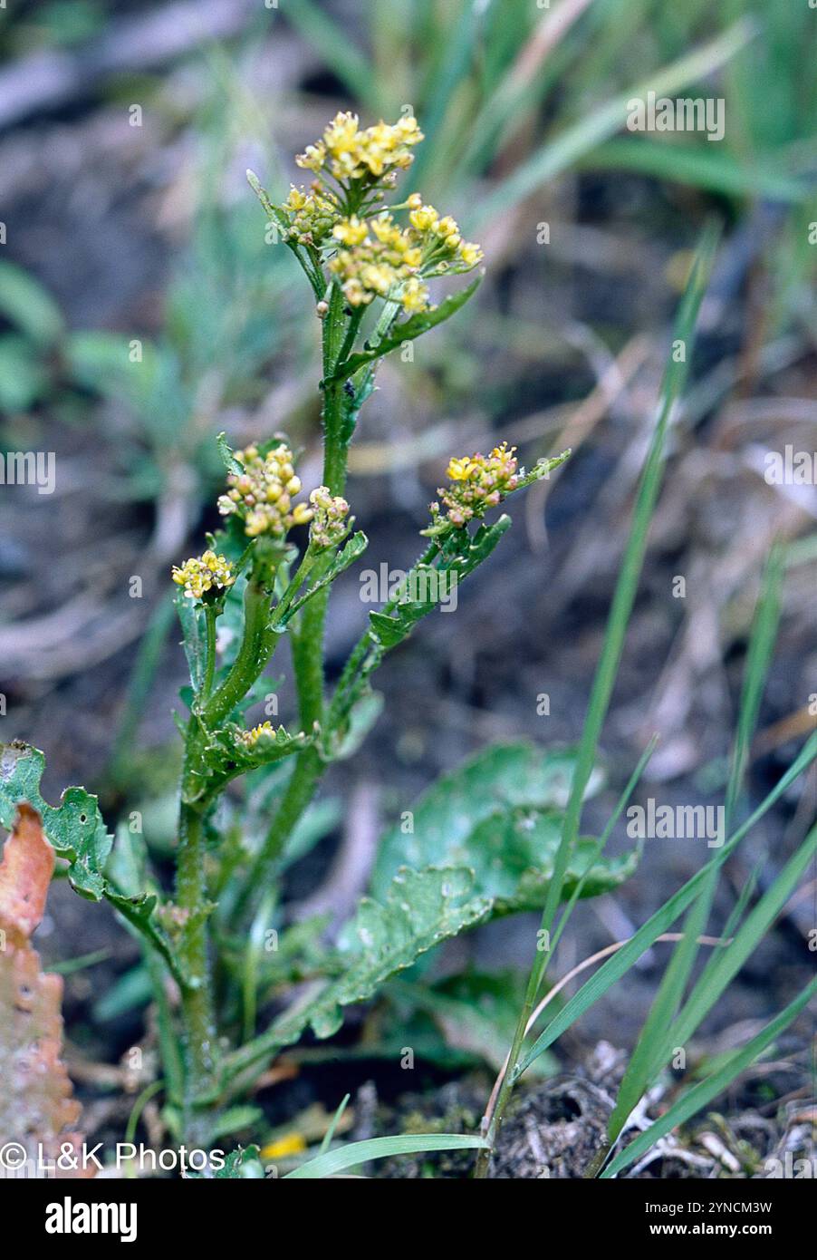 Bog Yellowcress (Rorippa palustris Stock Photo - Alamy