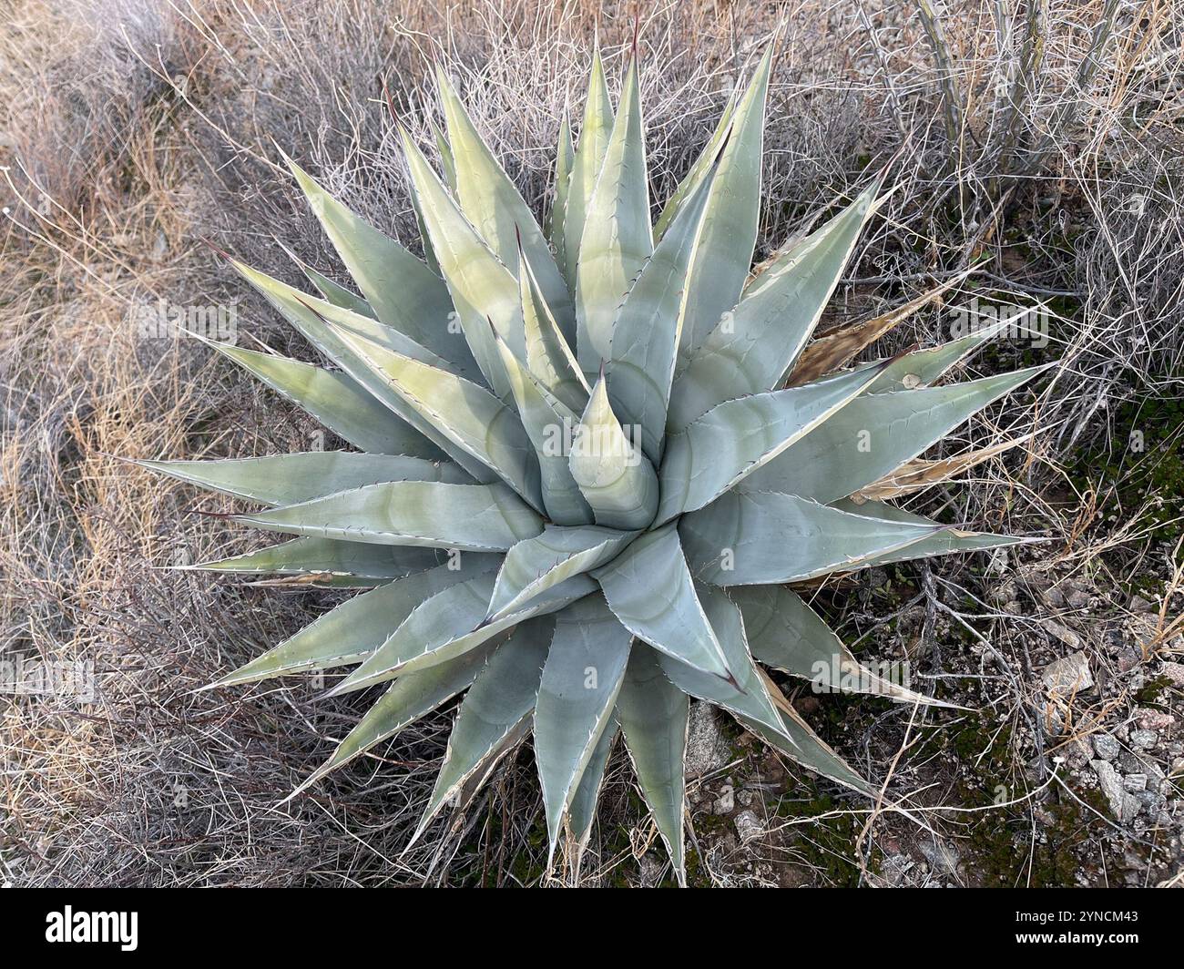 simple desert agave (Agave simplex Stock Photo - Alamy