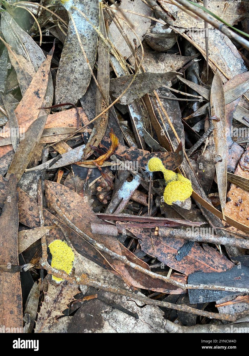Dog Vomit Slime Mold (Fuligo septica Stock Photo - Alamy