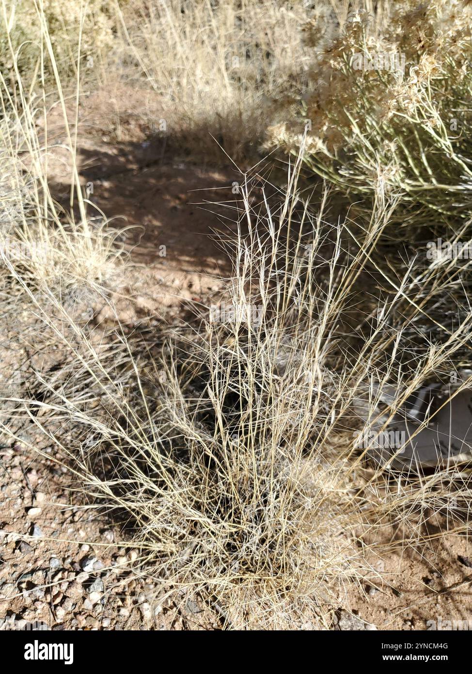 grasses, sedges, cattails, and allies (Poales Stock Photo - Alamy