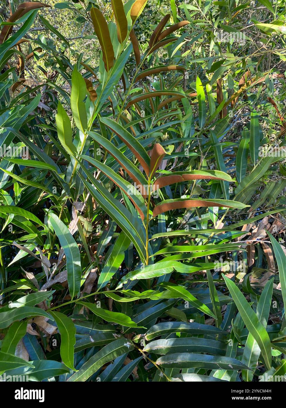Mangrove Fern (Acrostichum speciosum Stock Photo - Alamy