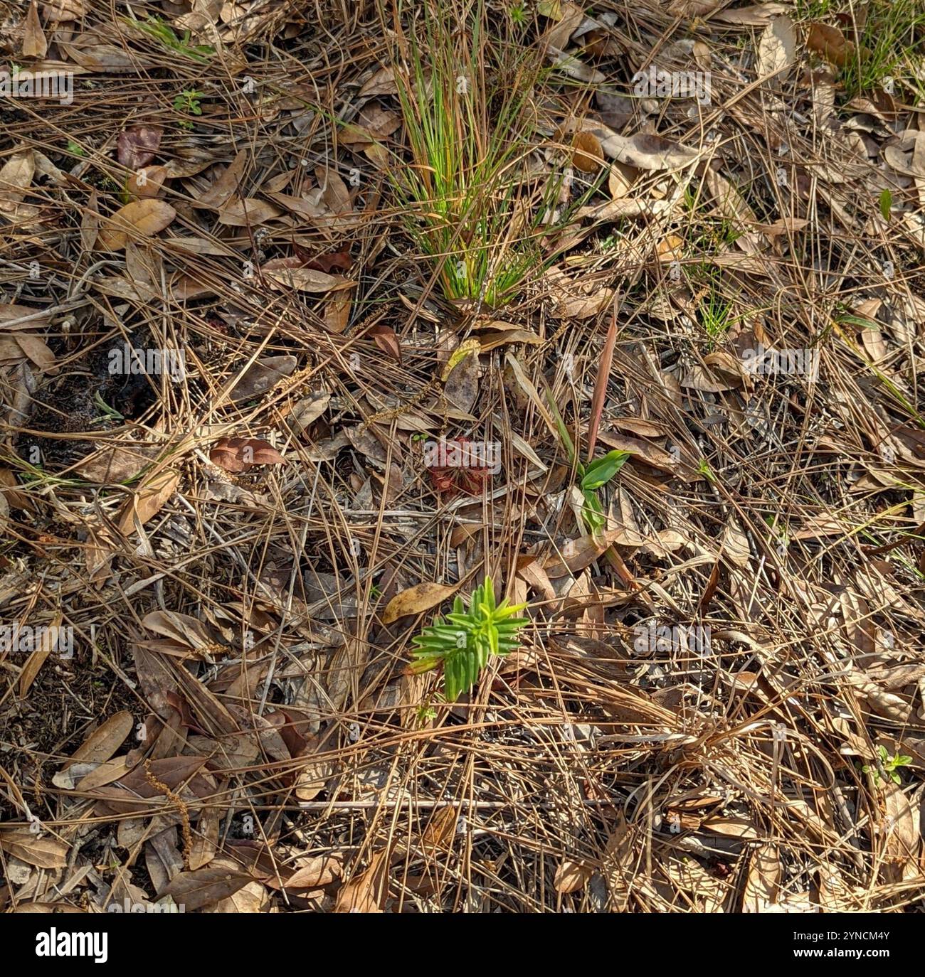 Pink Sundew (Drosera capillaris Stock Photo - Alamy
