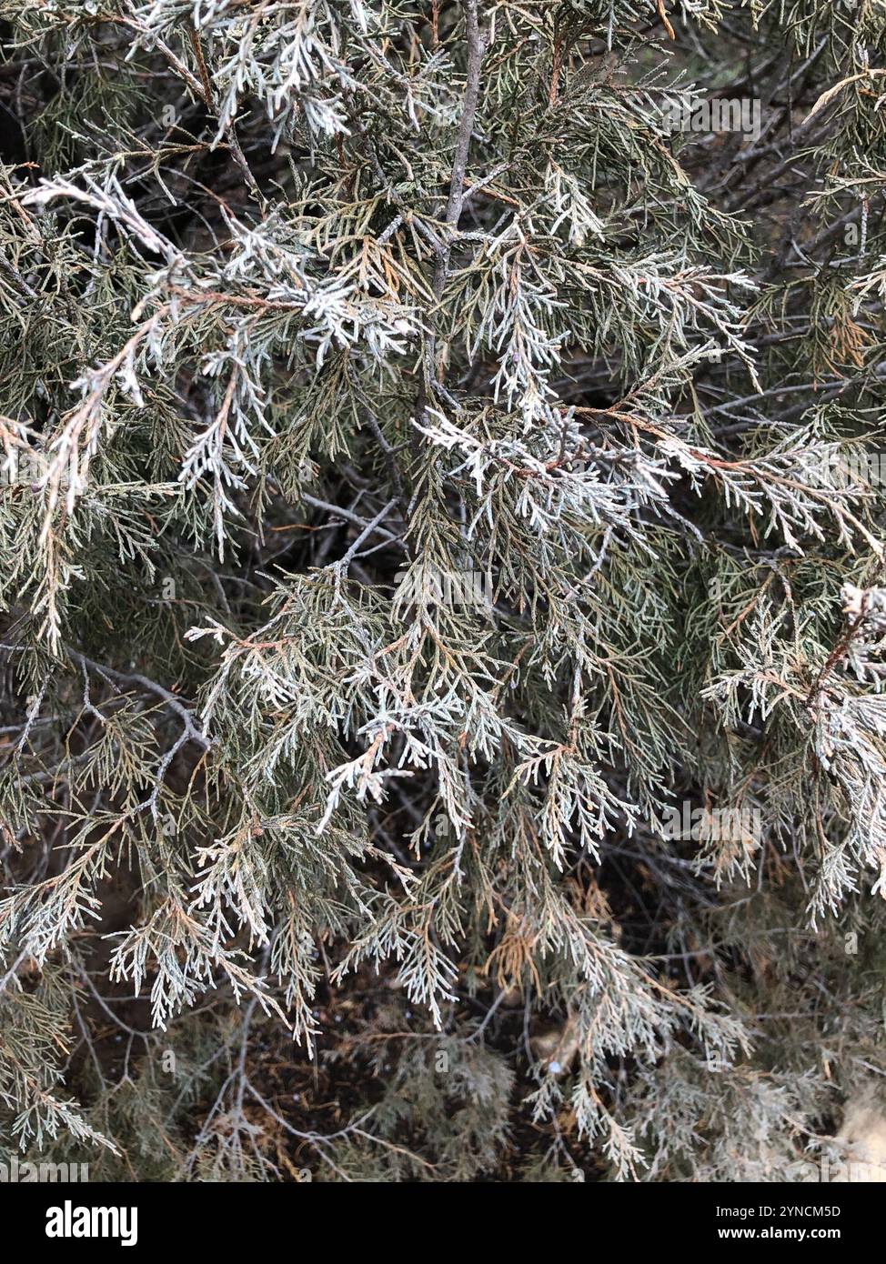 Rocky Mountain Juniper (Juniperus scopulorum Stock Photo - Alamy