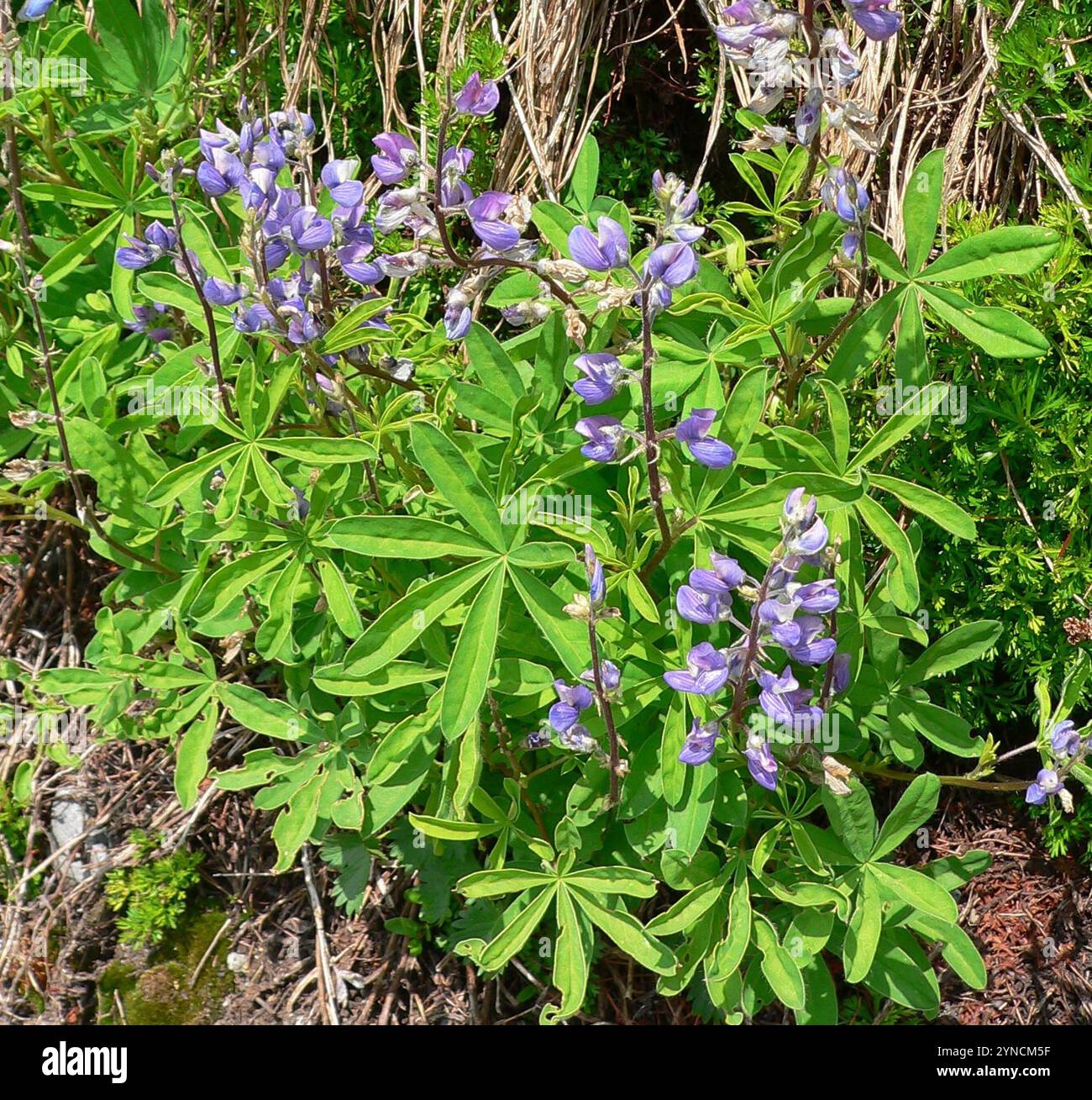Arctic Lupine (Lupinus arcticus Stock Photo - Alamy