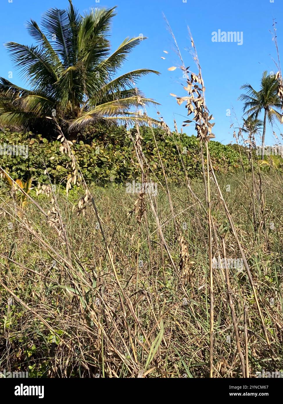 sea oats (Uniola paniculata Stock Photo - Alamy