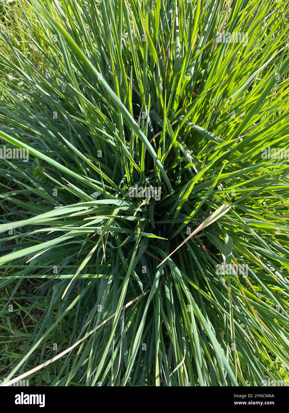 Harding grass hi-res stock photography and images - Alamy