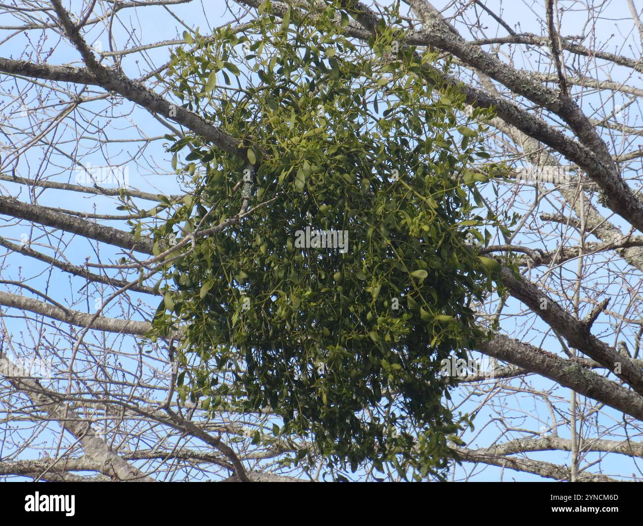 American Mistletoe (Phoradendron leucarpum Stock Photo - Alamy