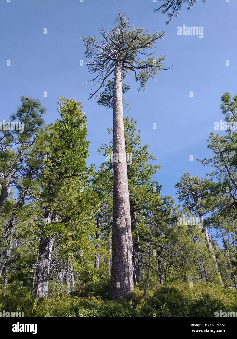 sugar pine (Pinus lambertiana Stock Photo - Alamy