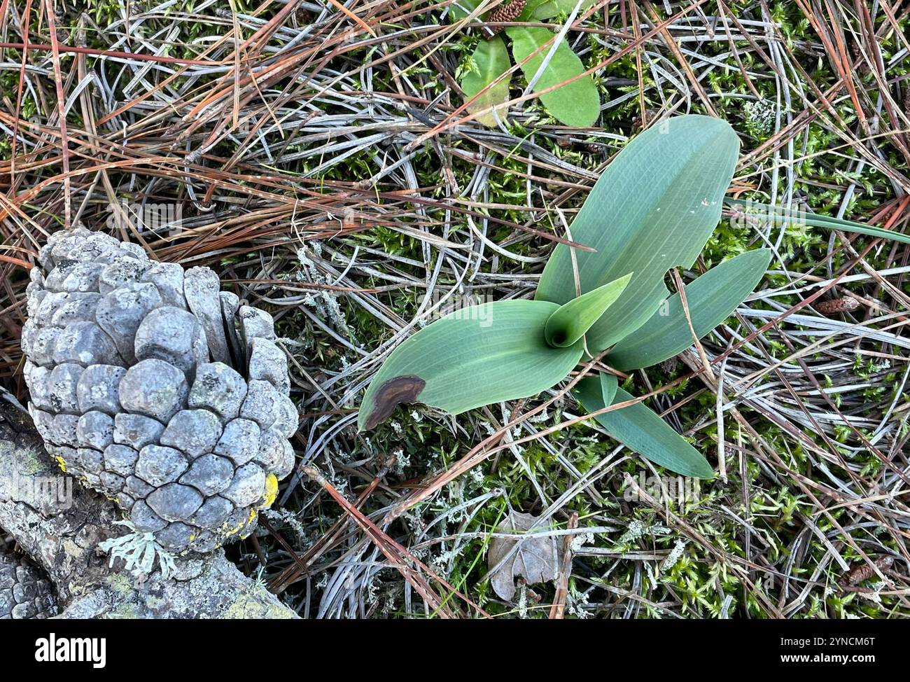 Yadon's Rein Orchid (Platanthera yadonii Stock Photo - Alamy