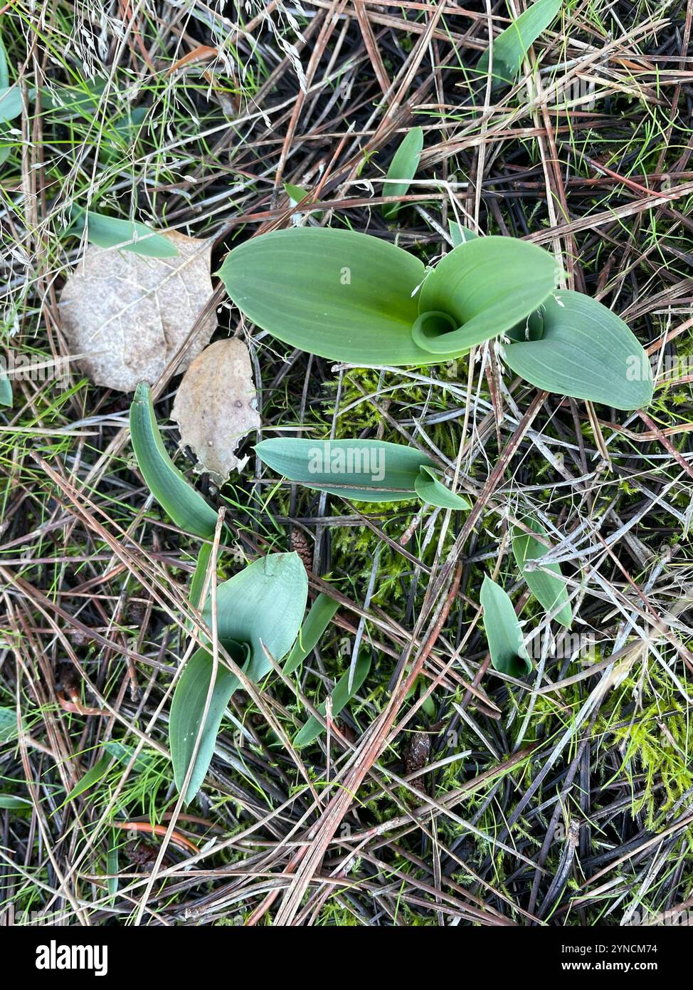 Yadon's Rein Orchid (Platanthera yadonii Stock Photo - Alamy