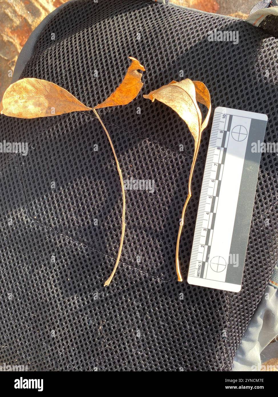 velvet ash (Fraxinus velutina Stock Photo - Alamy