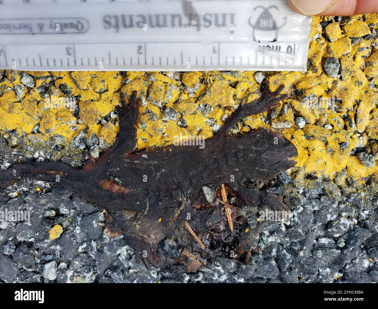 Pacific Newts (Taricha Stock Photo - Alamy