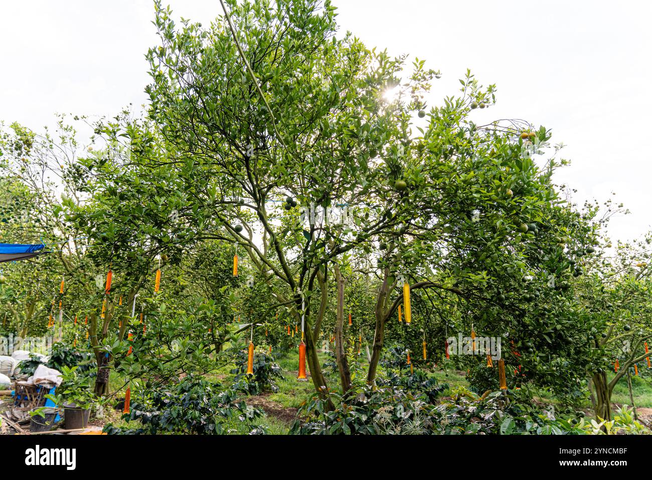Oranges on the Tree ready for Harvests. Navel orange, Citrus sinensis ...