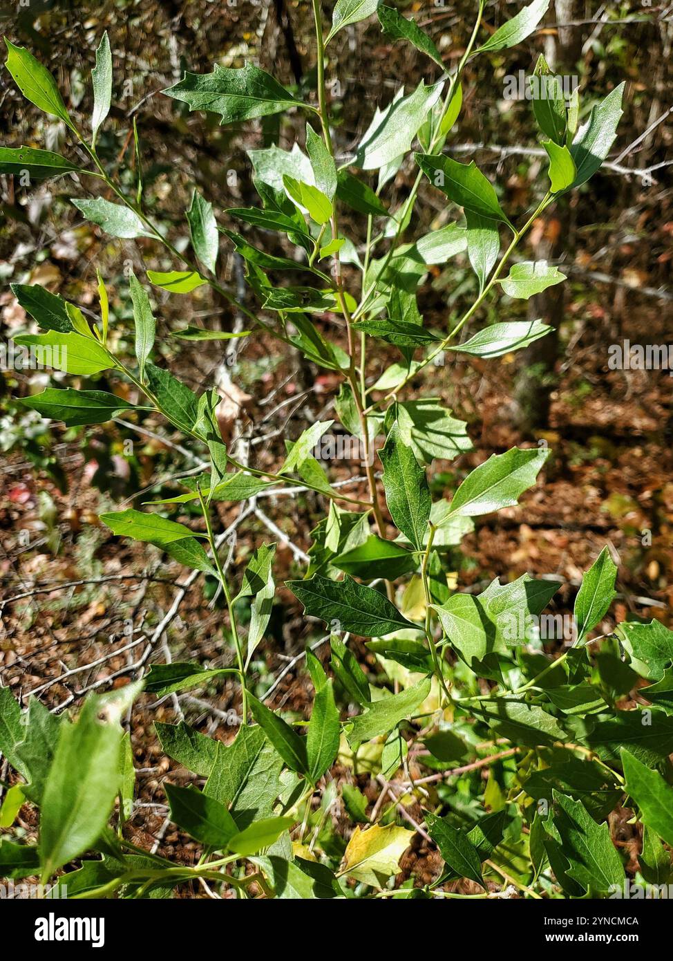 groundsel tree (Baccharis halimifolia Stock Photo - Alamy