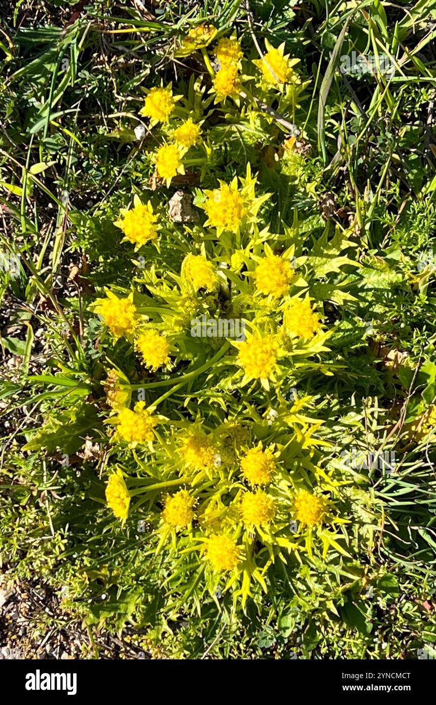 Footsteps of spring (Sanicula arctopoides Stock Photo - Alamy