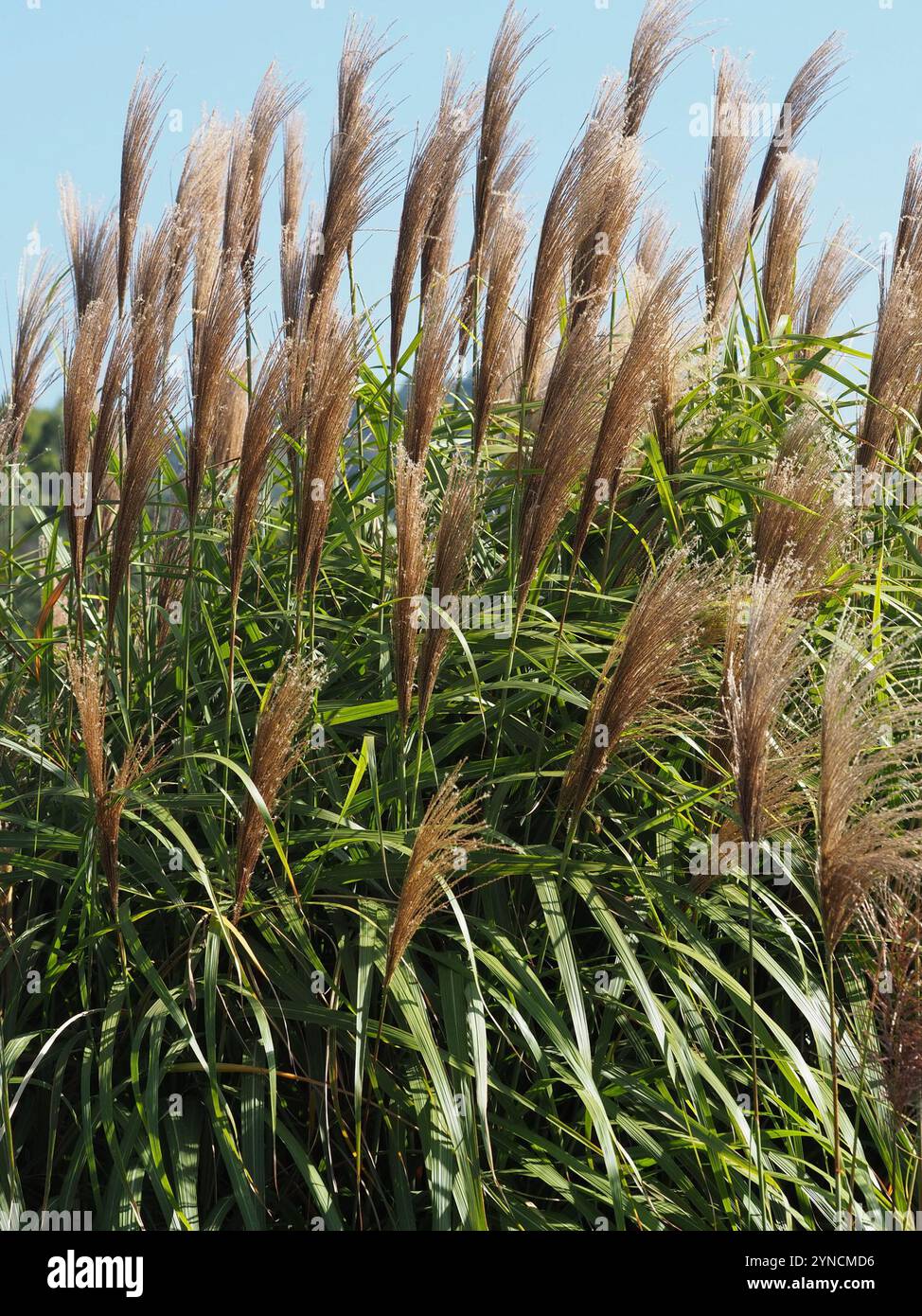 Chinese silver grass (Miscanthus sinensis Stock Photo - Alamy