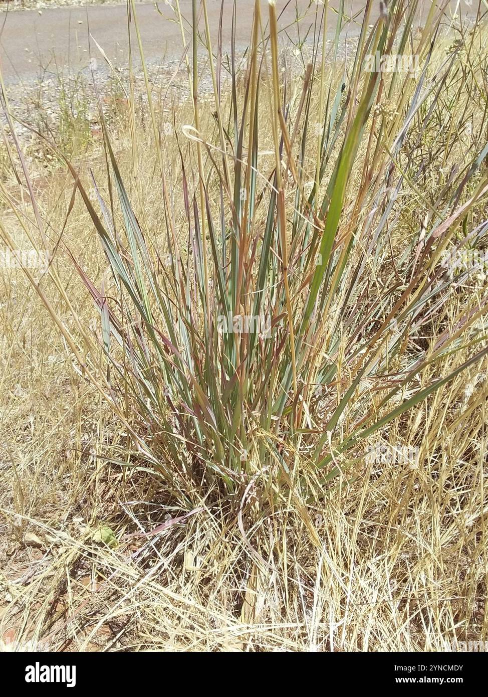 thatching grass (Hyparrhenia hirta Stock Photo - Alamy