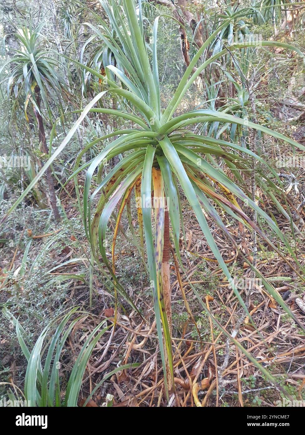 mountain neinei (Dracophyllum traversii Stock Photo - Alamy