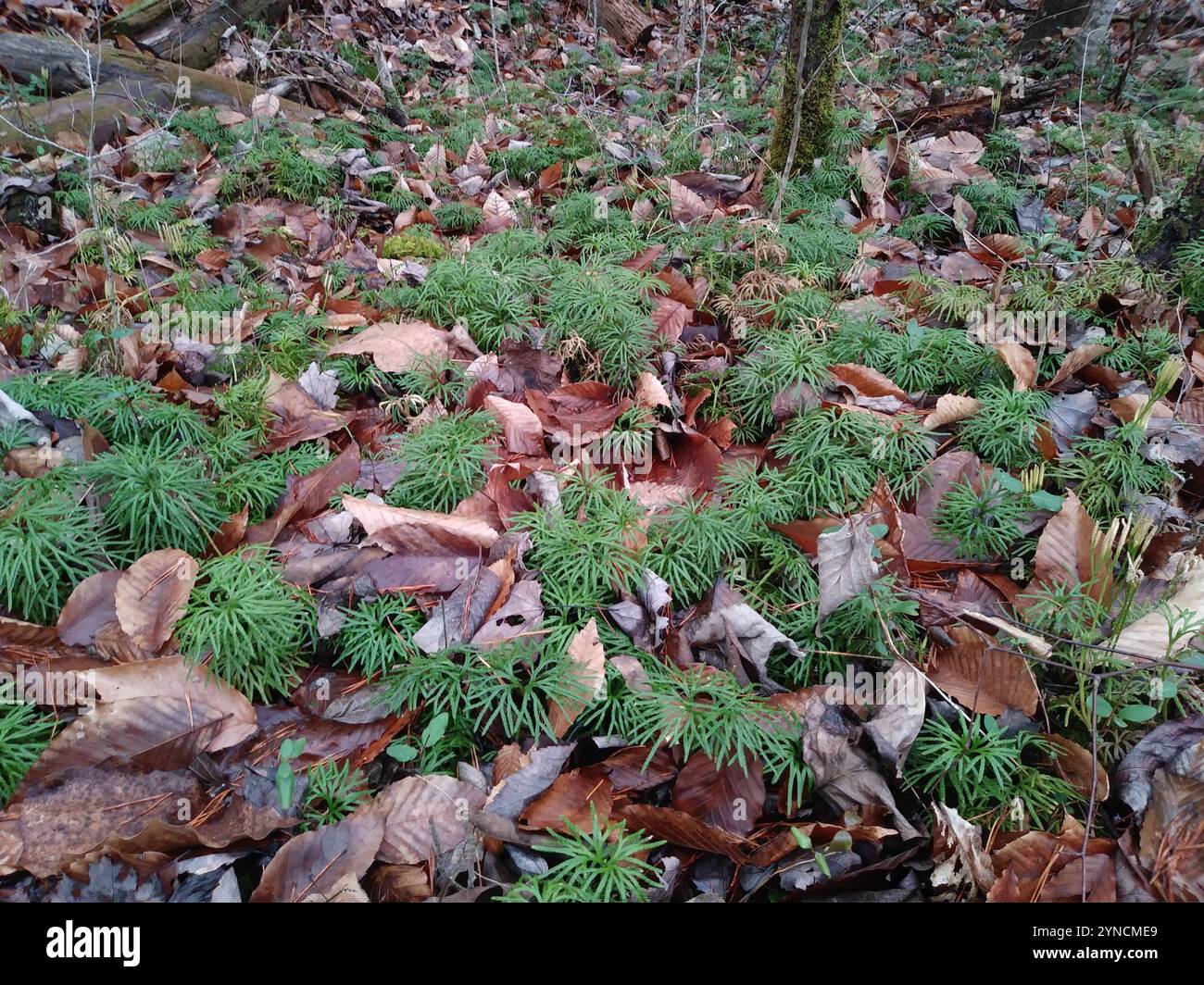 fan clubmoss (Diphasiastrum digitatum Stock Photo - Alamy