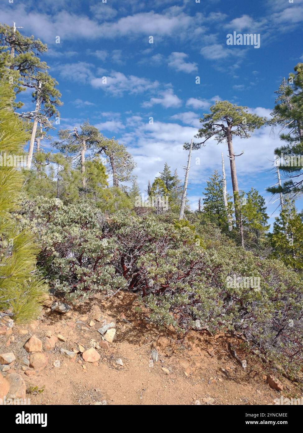Jeffrey pine (Pinus jeffreyi Stock Photo - Alamy