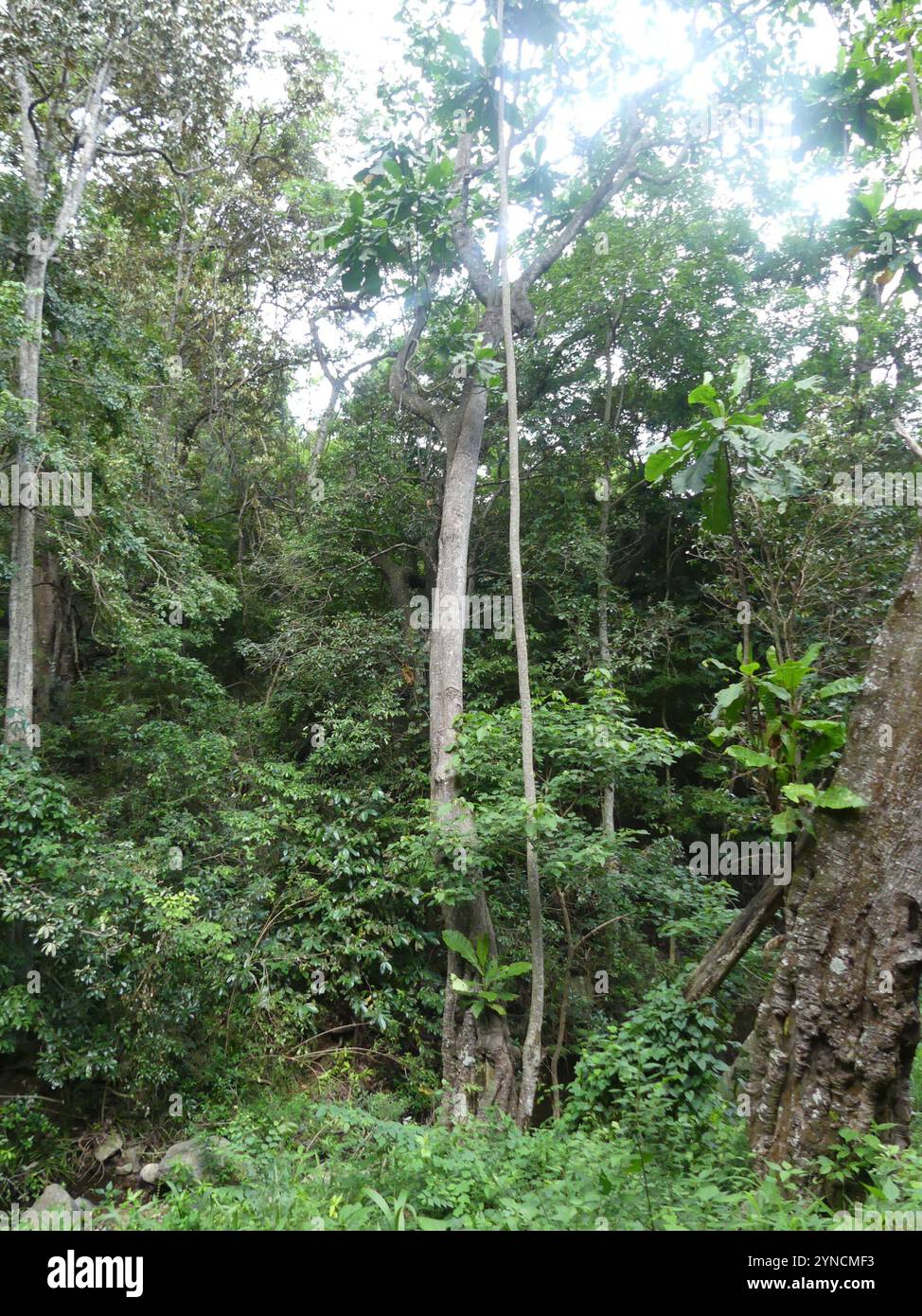 forest fever tree (Anthocleista grandiflora Stock Photo - Alamy
