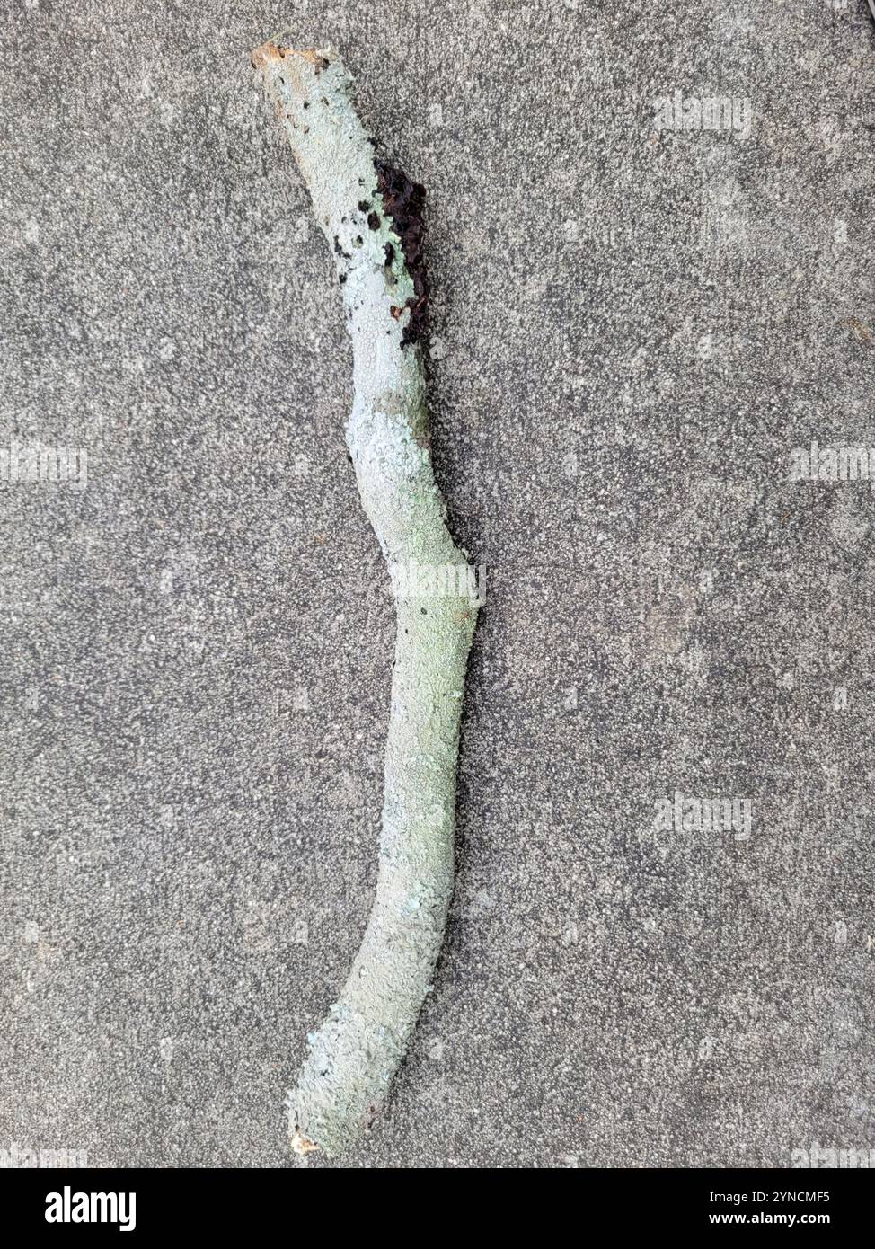 Texas Shield Lichen (Canoparmelia texana Stock Photo - Alamy