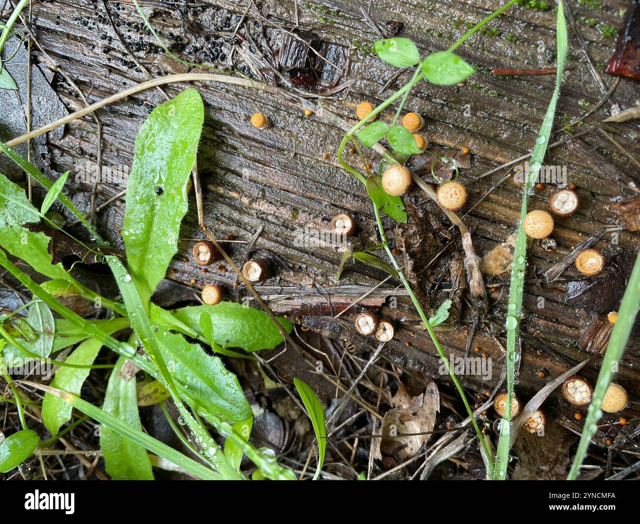 bird's nest fungi (Nidulariaceae Stock Photo - Alamy