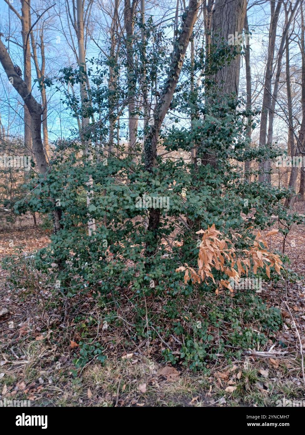 American holly (Ilex opaca Stock Photo - Alamy