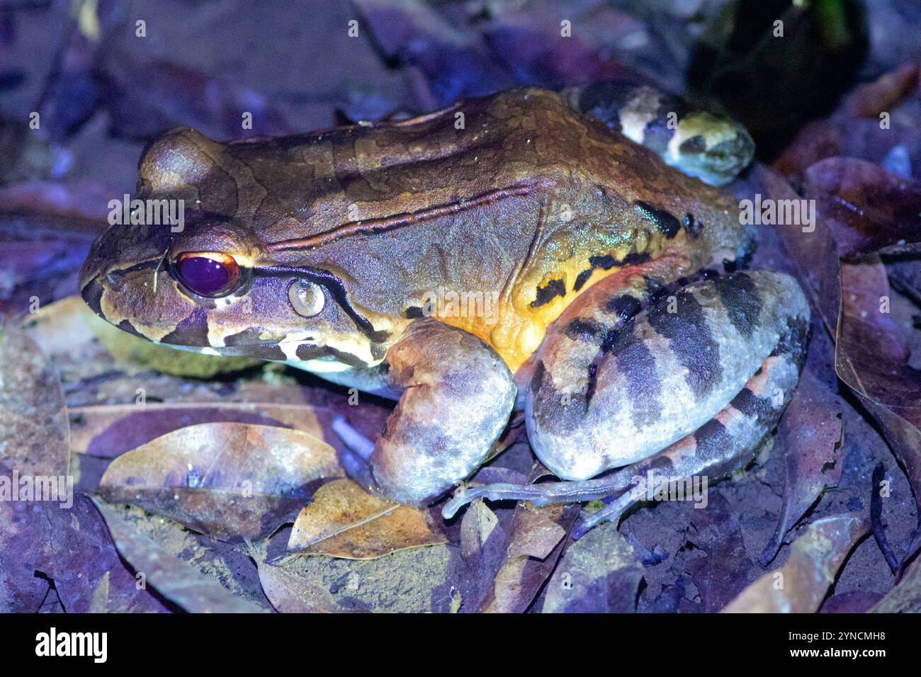 Savages frog hi-res stock photography and images - Alamy