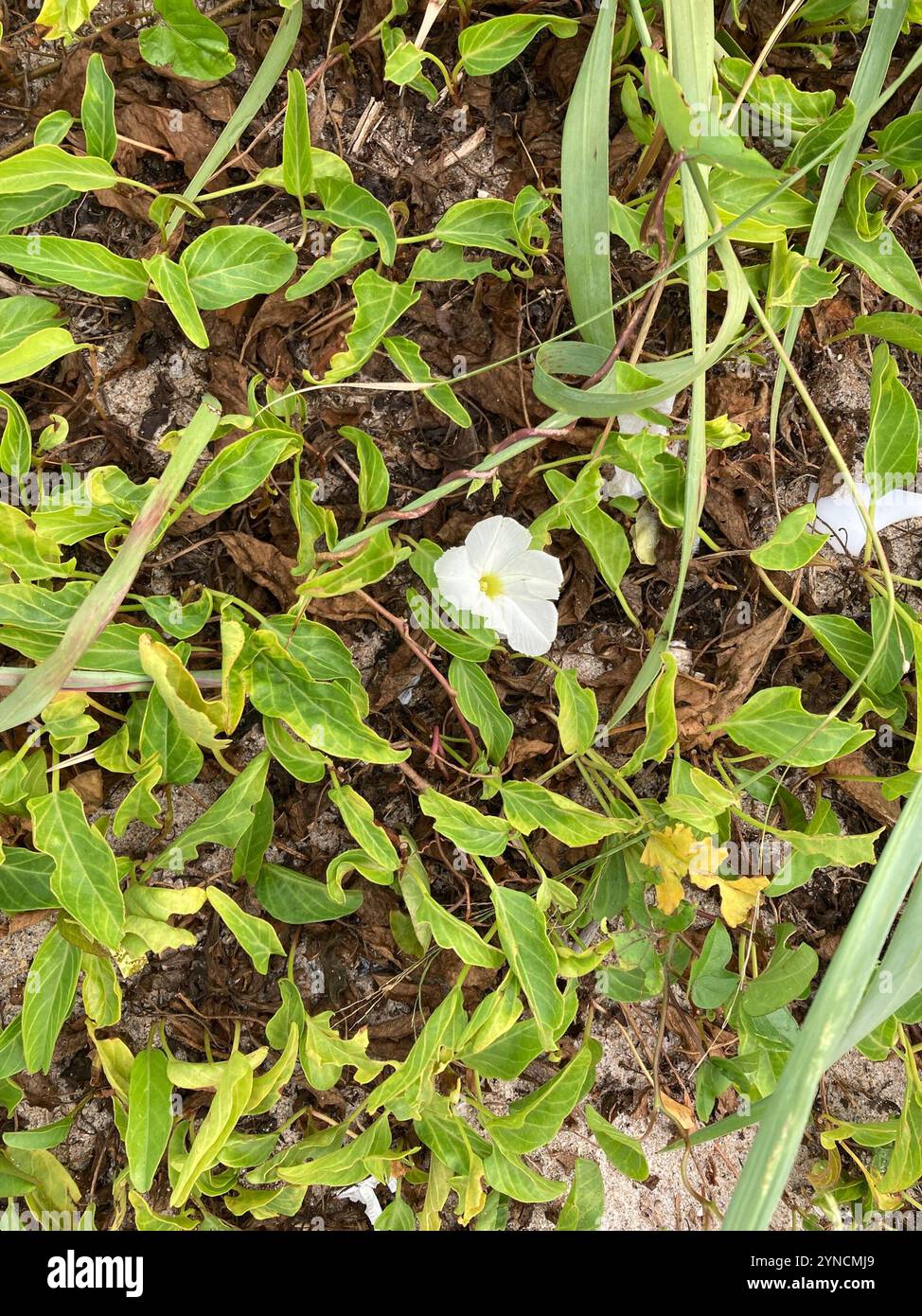 beach morning-glory (Ipomoea imperati Stock Photo - Alamy