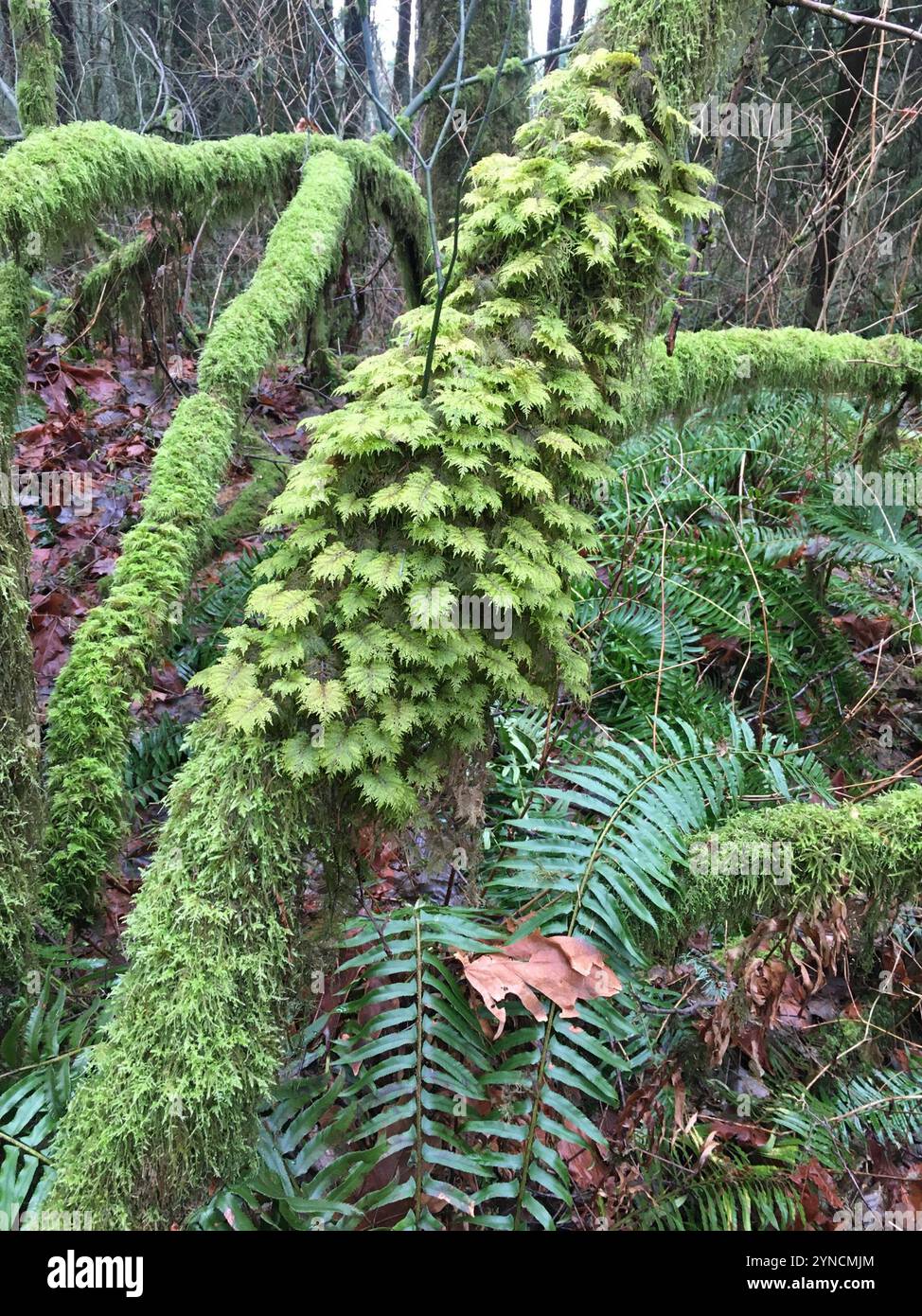 stairstep moss (Hylocomium splendens Stock Photo - Alamy