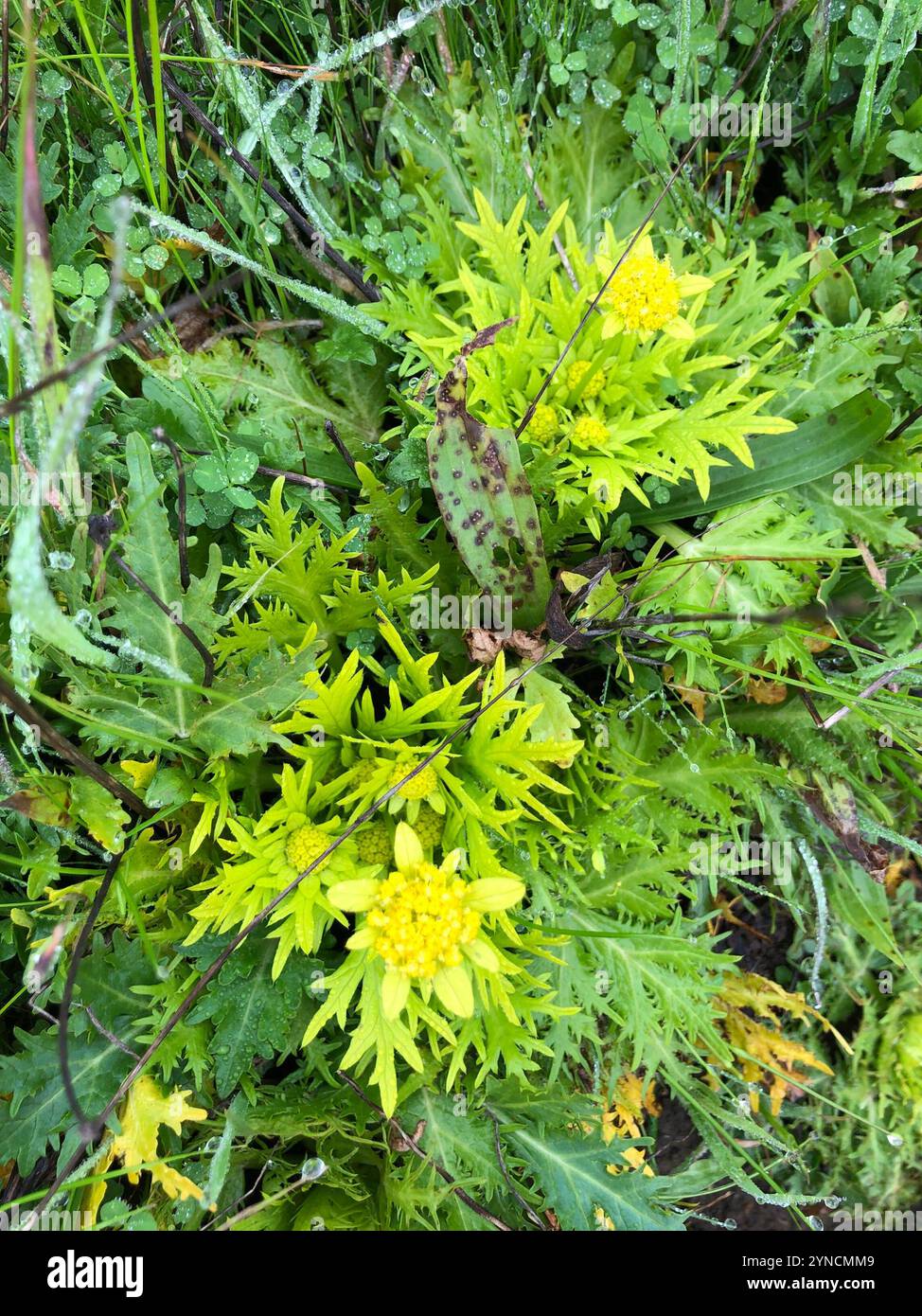 Footsteps of spring (Sanicula arctopoides Stock Photo - Alamy