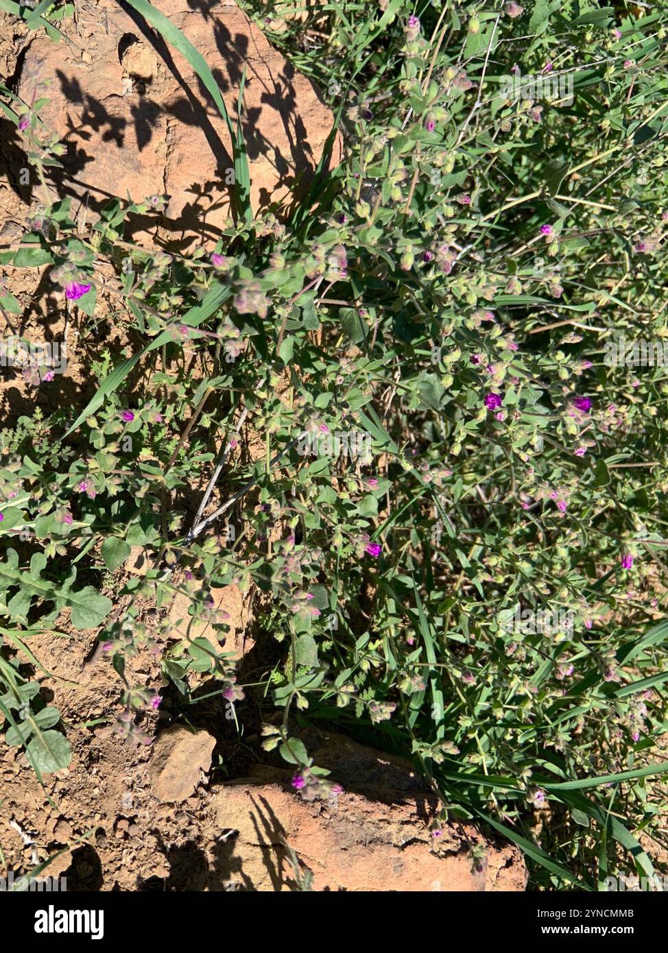 Wishbone Bush (Mirabilis laevis Stock Photo - Alamy