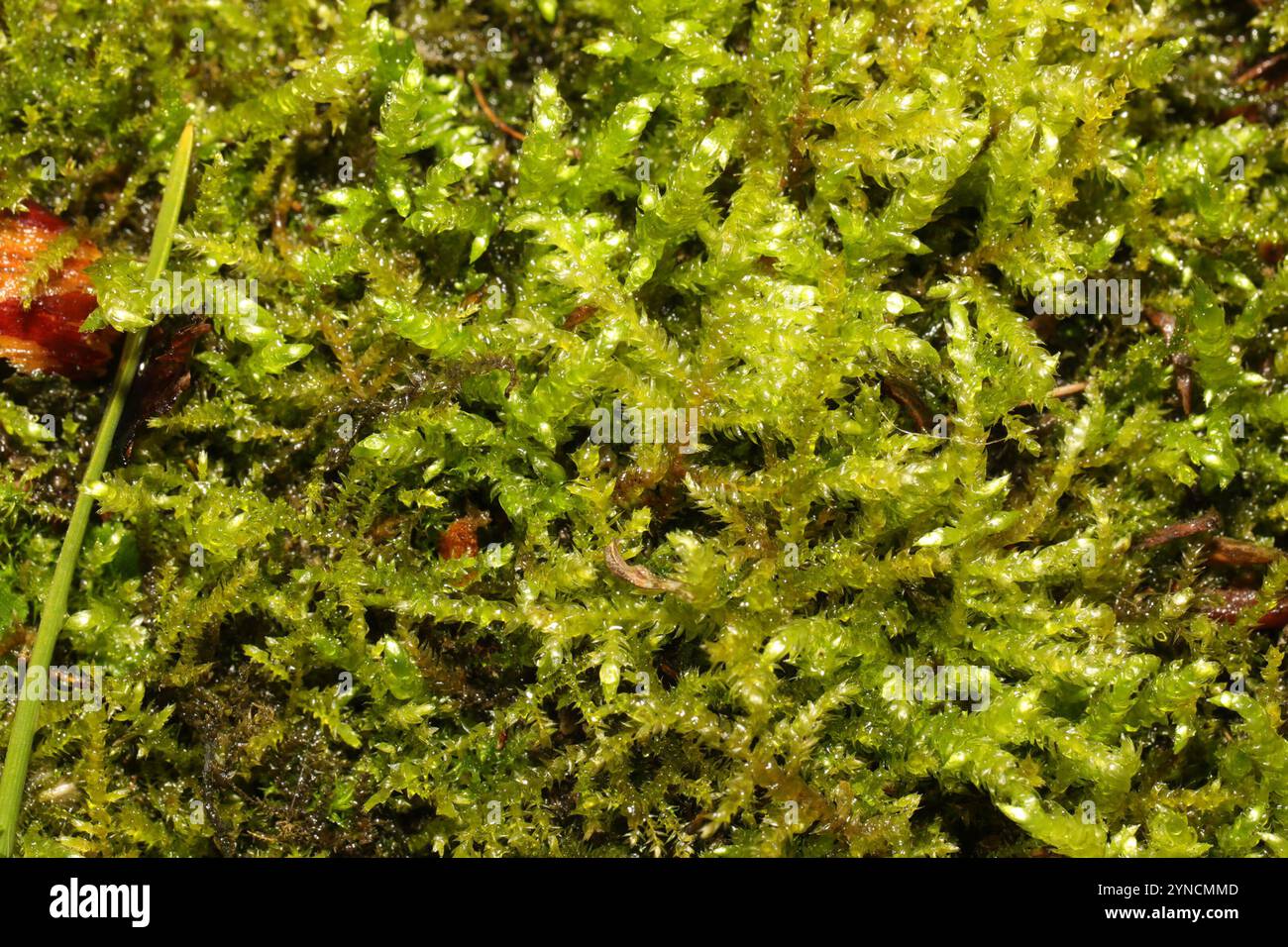 Rough stalked feather moss brachythecium rutabulum hi-res stock ...