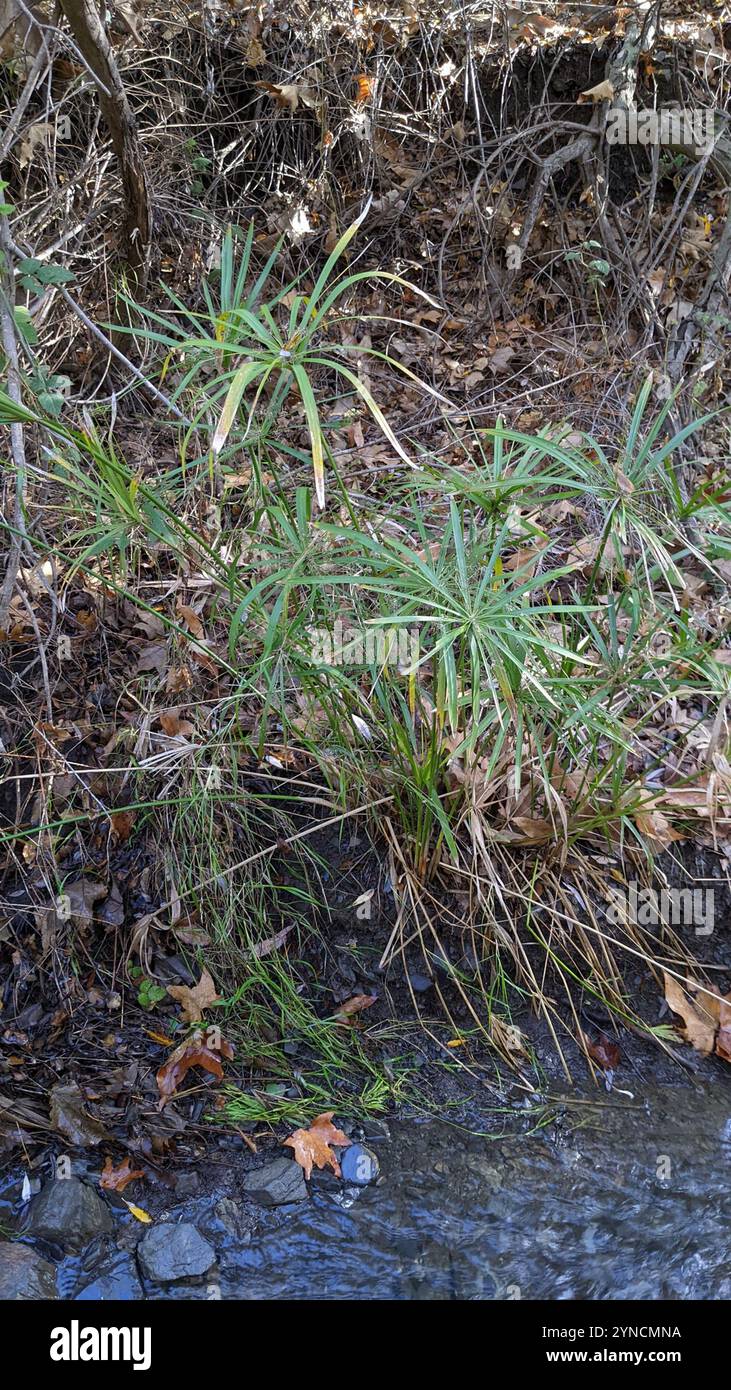 Umbrella papyrus (Cyperus alternifolius flabelliformis Stock Photo - Alamy