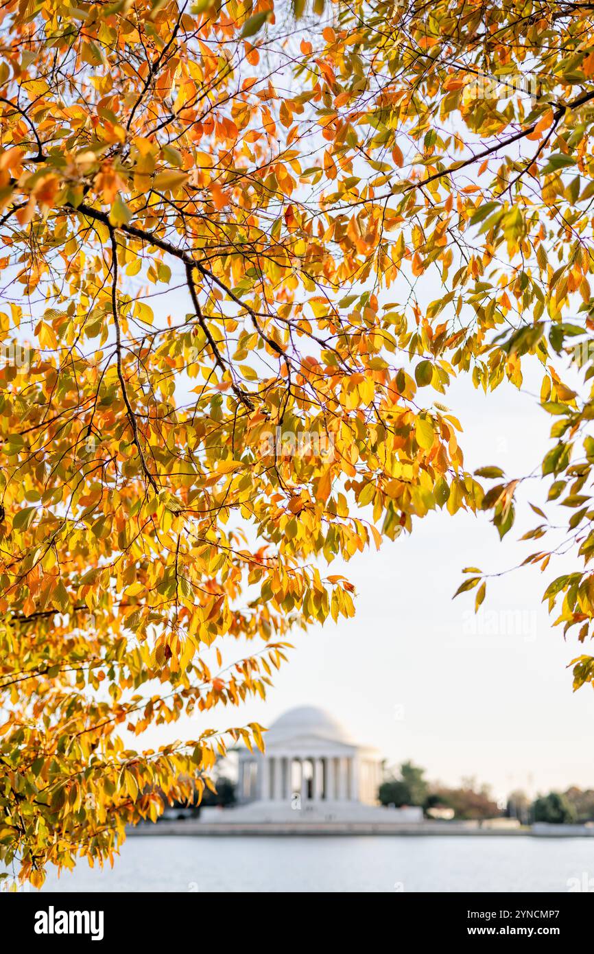 WASHINGTON DC — Autumn foliage from cherry trees frames the Jefferson ...