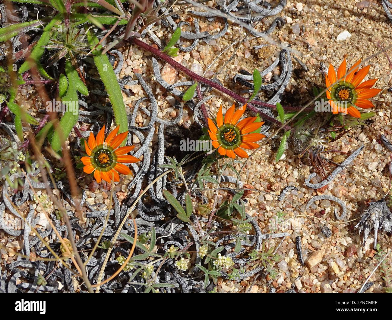 Gorteria diffusa diffusa hi-res stock photography and images - Alamy
