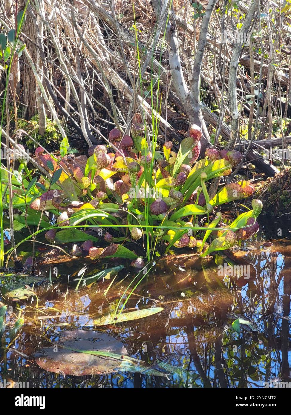 parrot pitcher plant (Sarracenia psittacina Stock Photo - Alamy