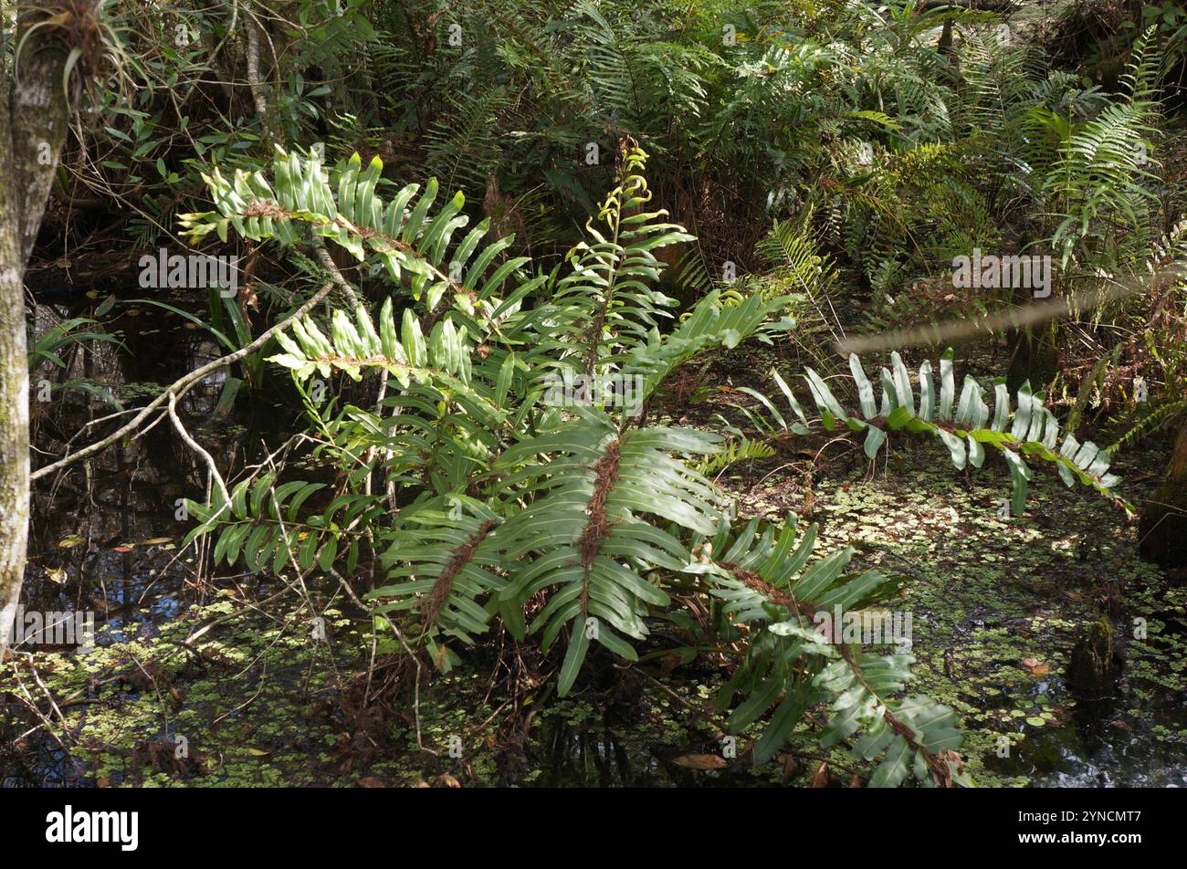 Giant leather fern (Acrostichum danaeifolium Stock Photo - Alamy