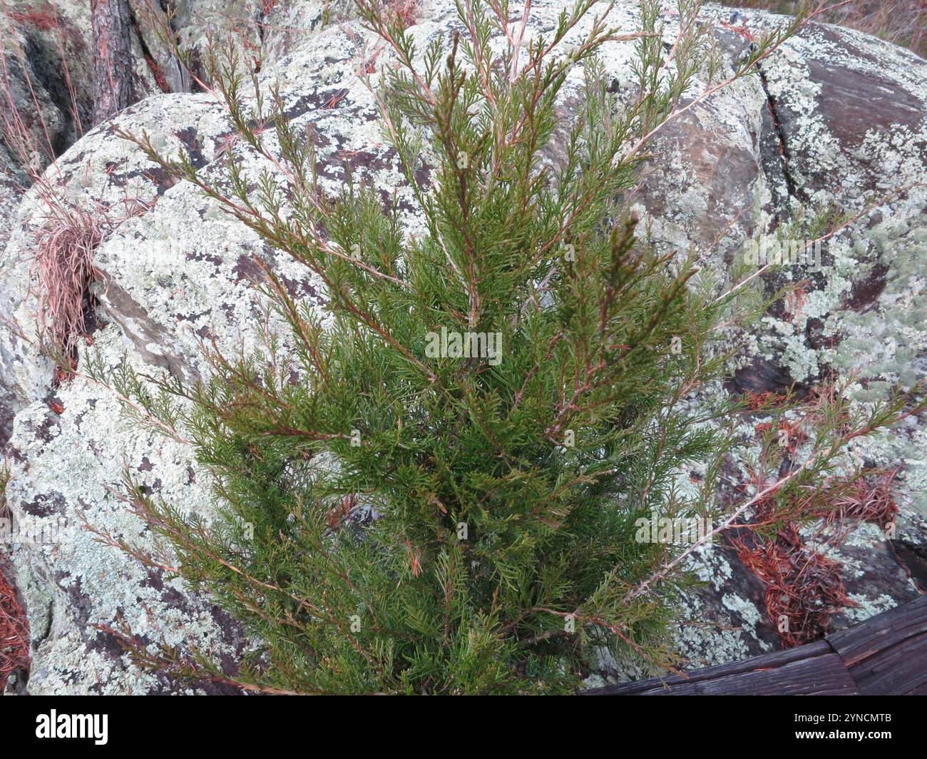 eastern redcedar (Juniperus virginiana Stock Photo - Alamy