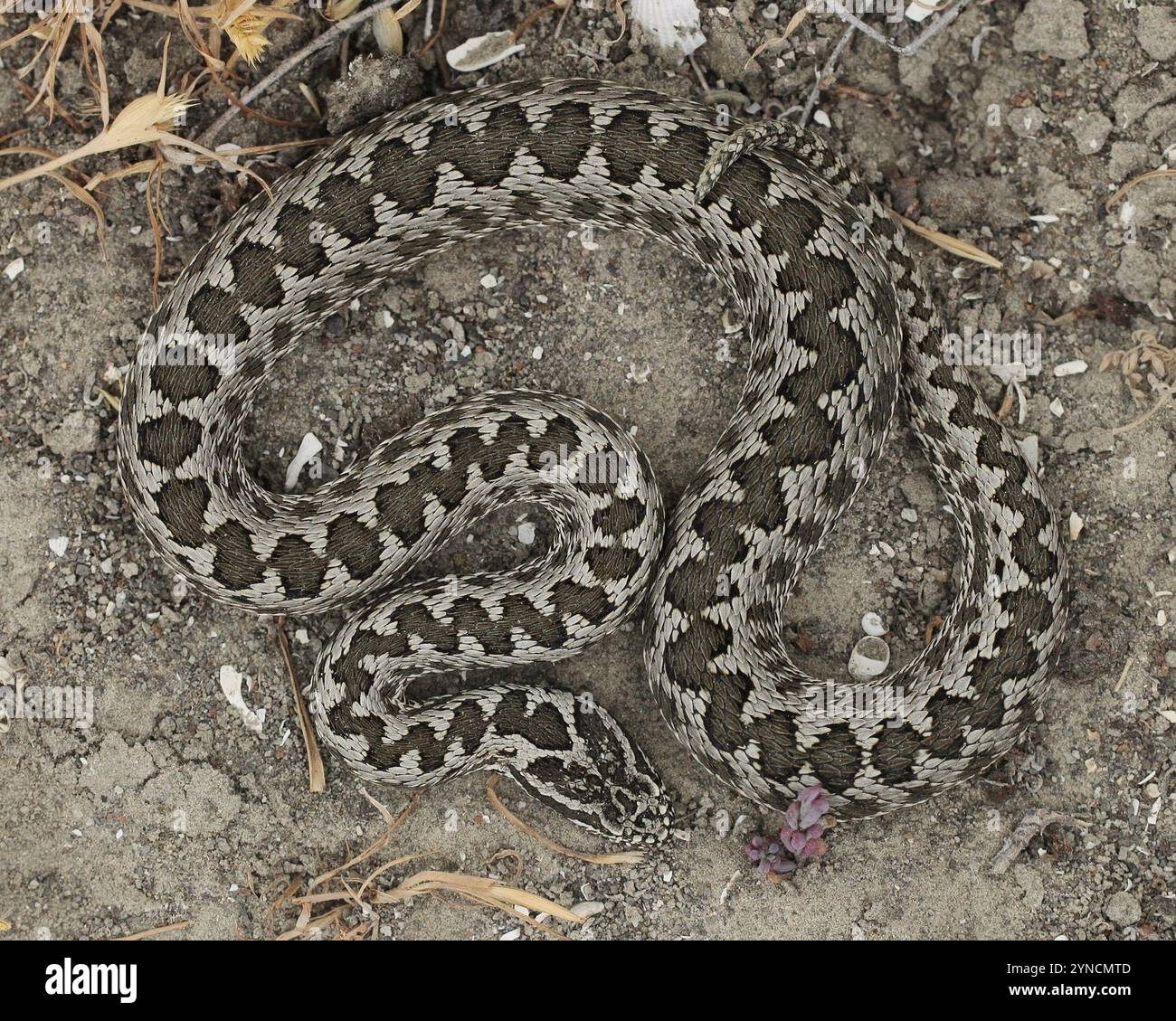 Steppe Viper (Vipera renardi Stock Photo - Alamy