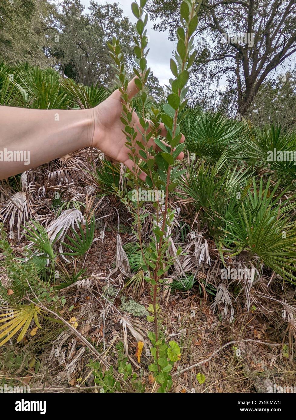 coastal plain staggerbush (Lyonia fruticosa Stock Photo - Alamy