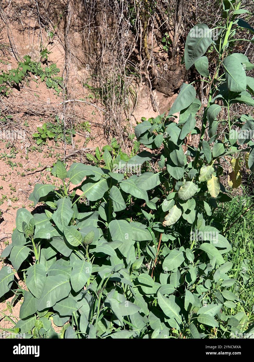 tree tobacco (Nicotiana glauca Stock Photo - Alamy